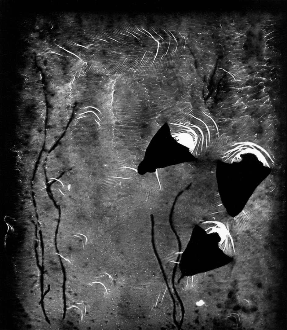 Wynn Bullock | APAG – American Photography Archives Group