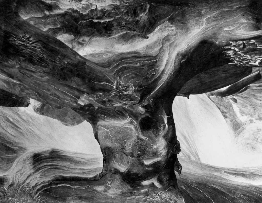 Wynn Bullock | APAG – American Photography Archives Group